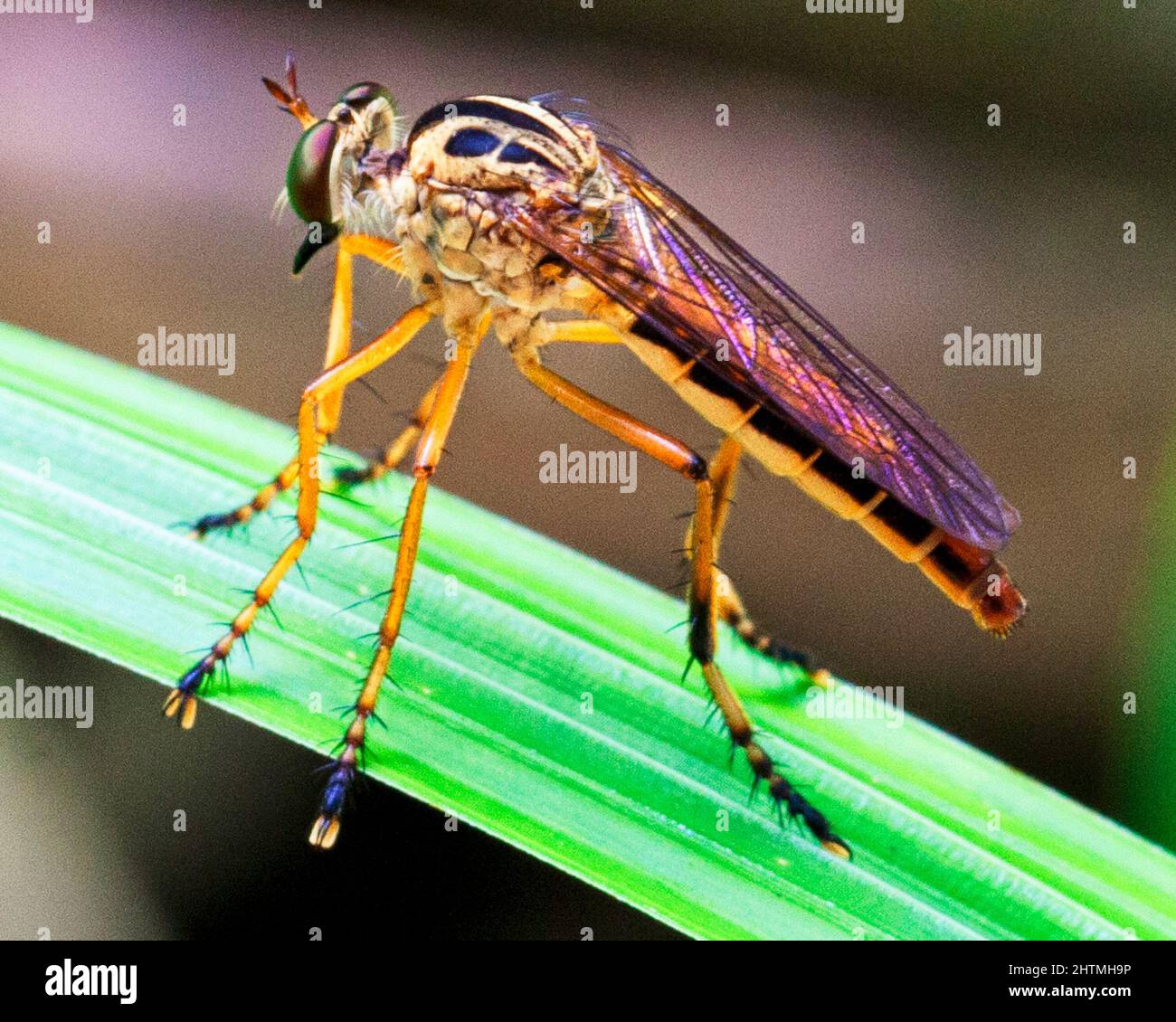 Macro image of a colorful and exotic mosquito resting on blade of grass ...