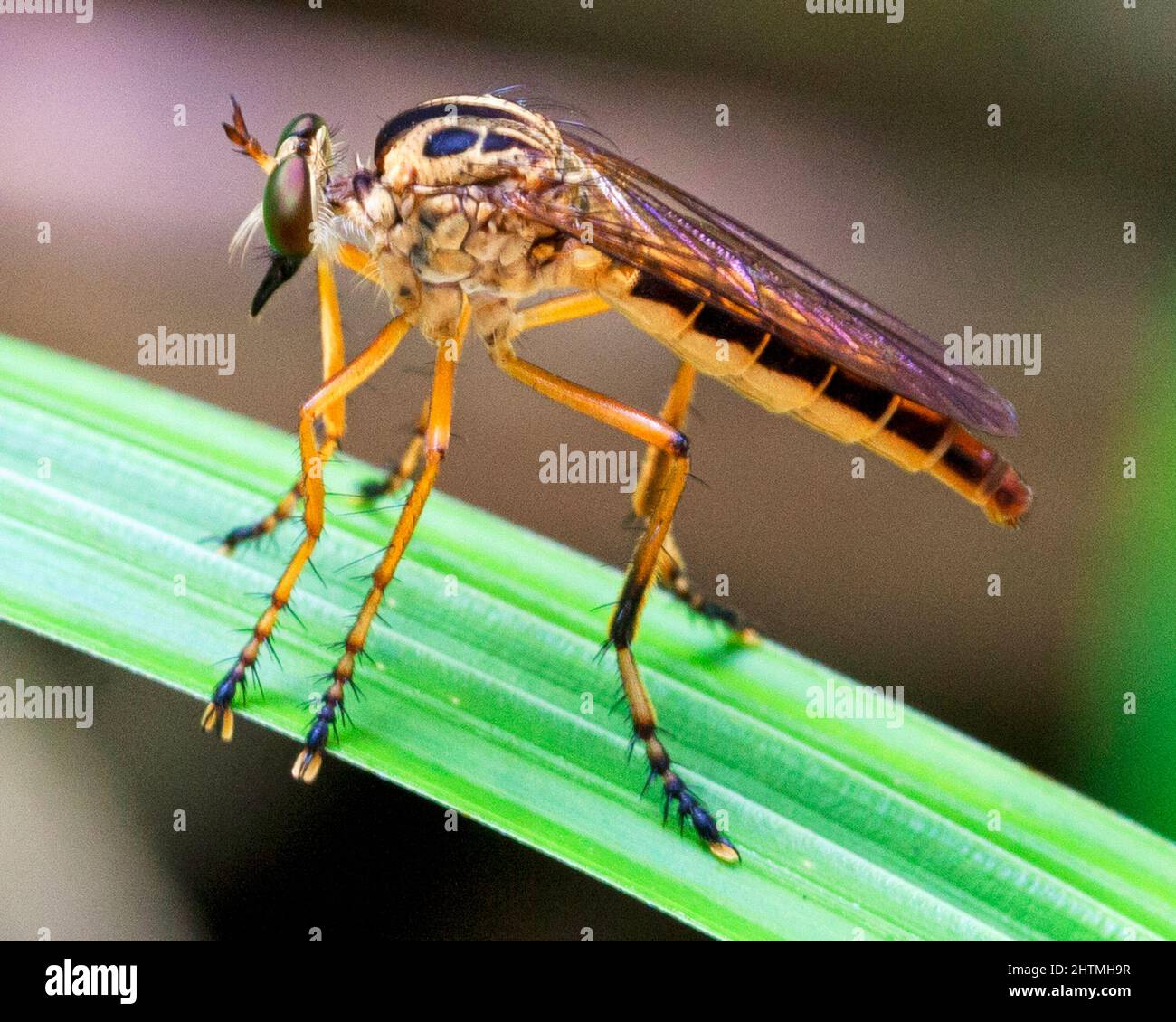 Macro image of a colorful and exotic mosquito resting on blade of grass ...