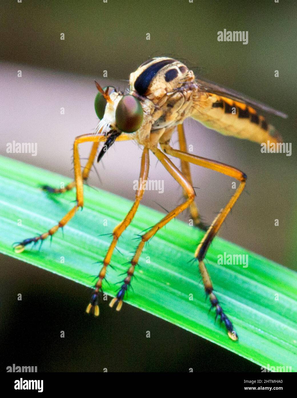 Macro Image Of A Colorful And Exotic Mosquito Resting On Blade Of Grass In The Amazon Jungle