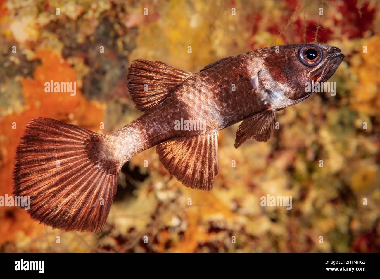 Male large toothed cardinalfish hi-res stock photography and images - Alamy