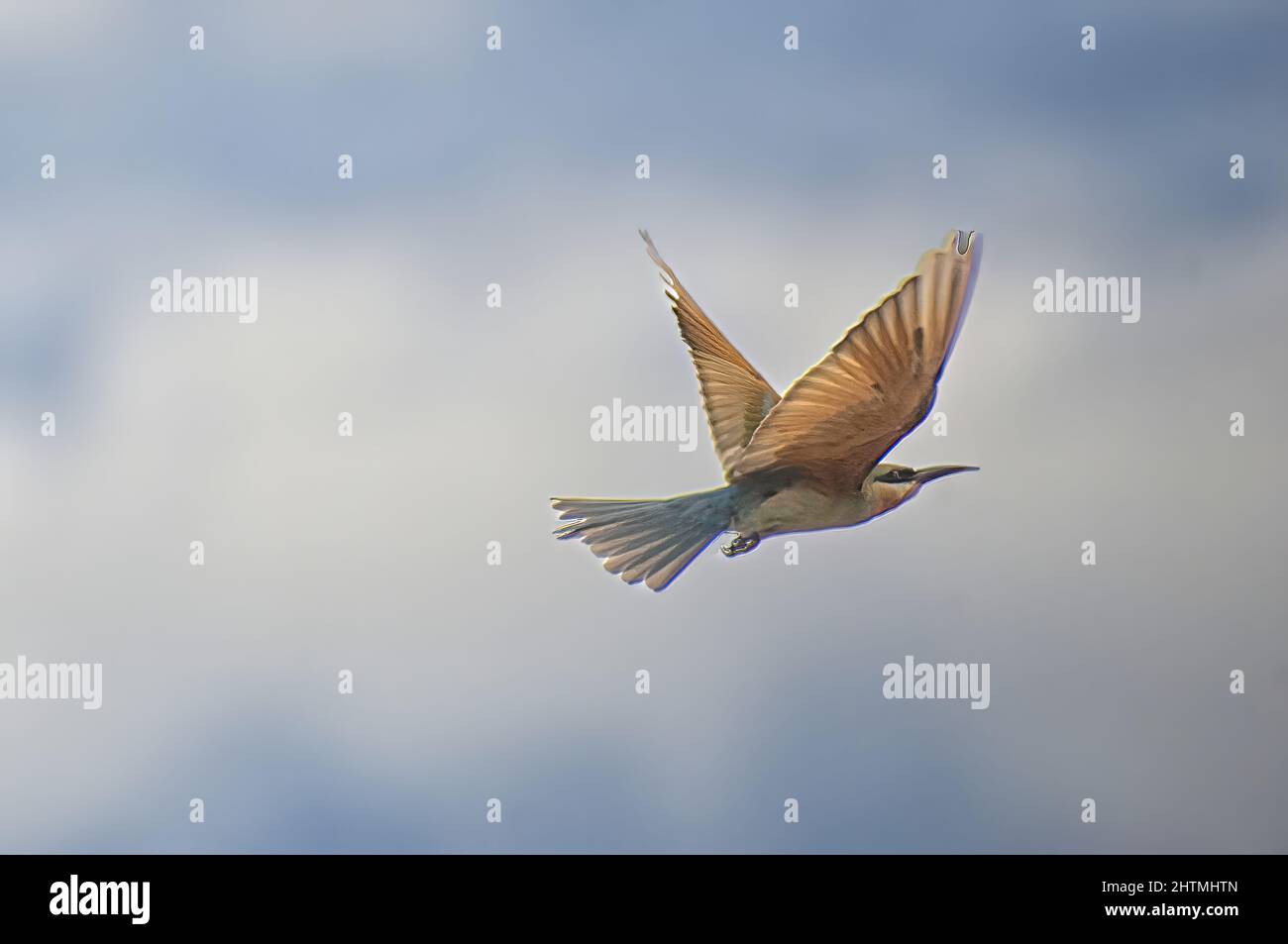 Blue tailed bee eater flying hi-res stock photography and images - Alamy