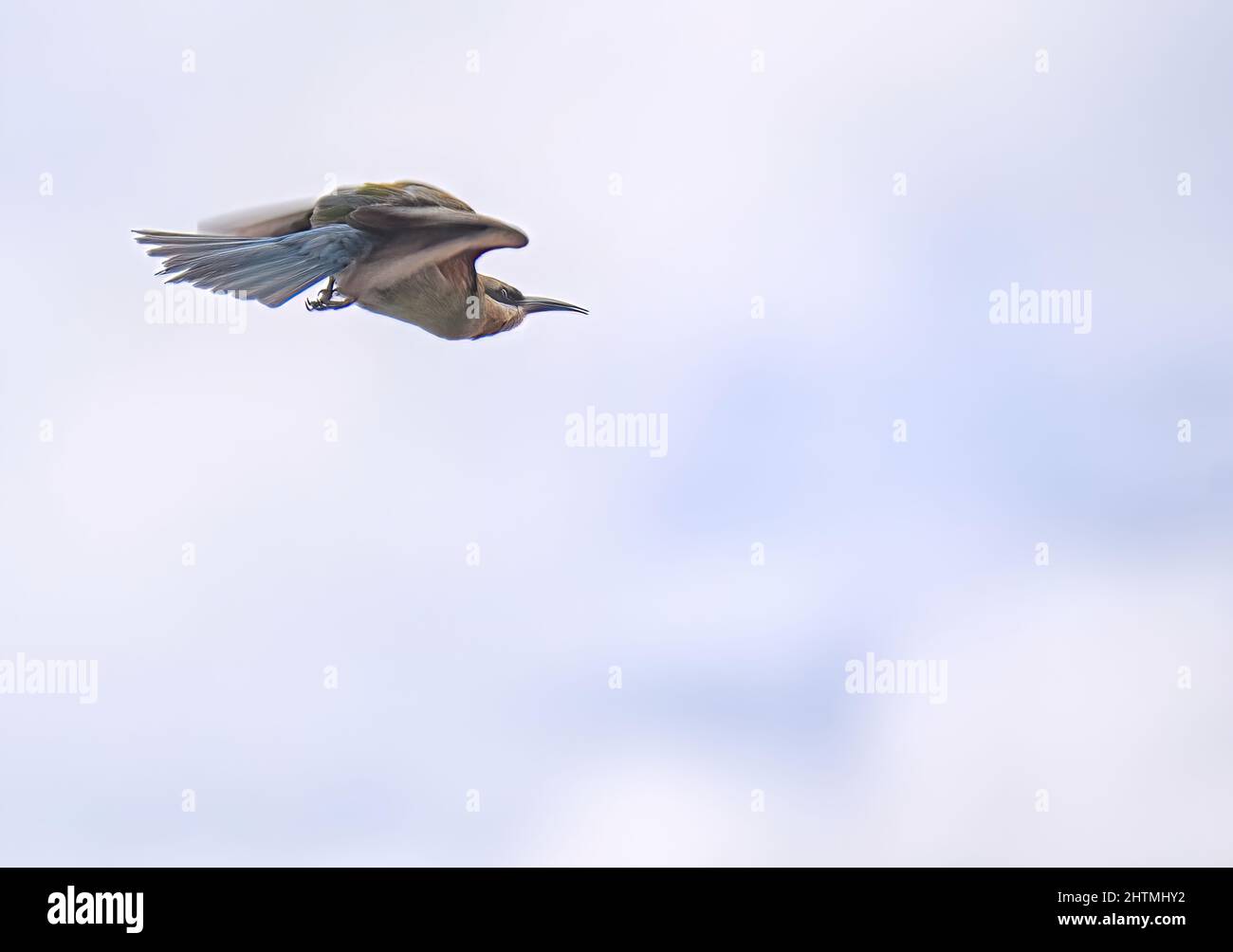 Blue tailed bee eater flying hi-res stock photography and images - Alamy