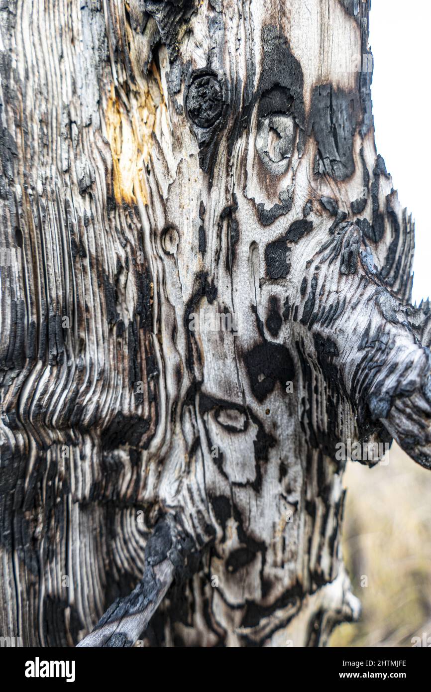 vertical closeup of a dry textured tree stump background Stock Photo ...