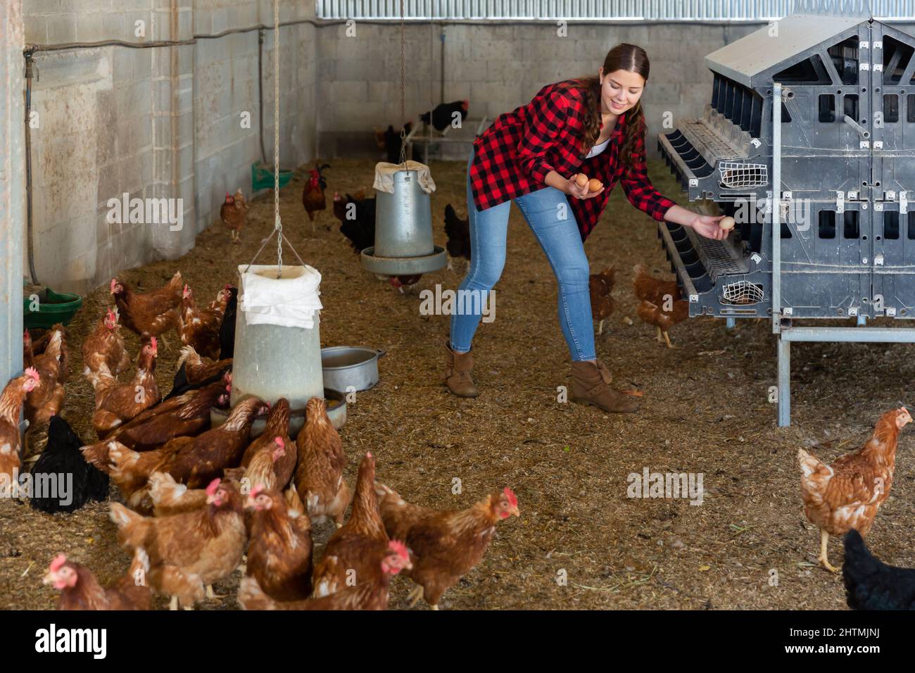 Woman farmer working in henhouse, collecting eggs Stock Photo - Alamy