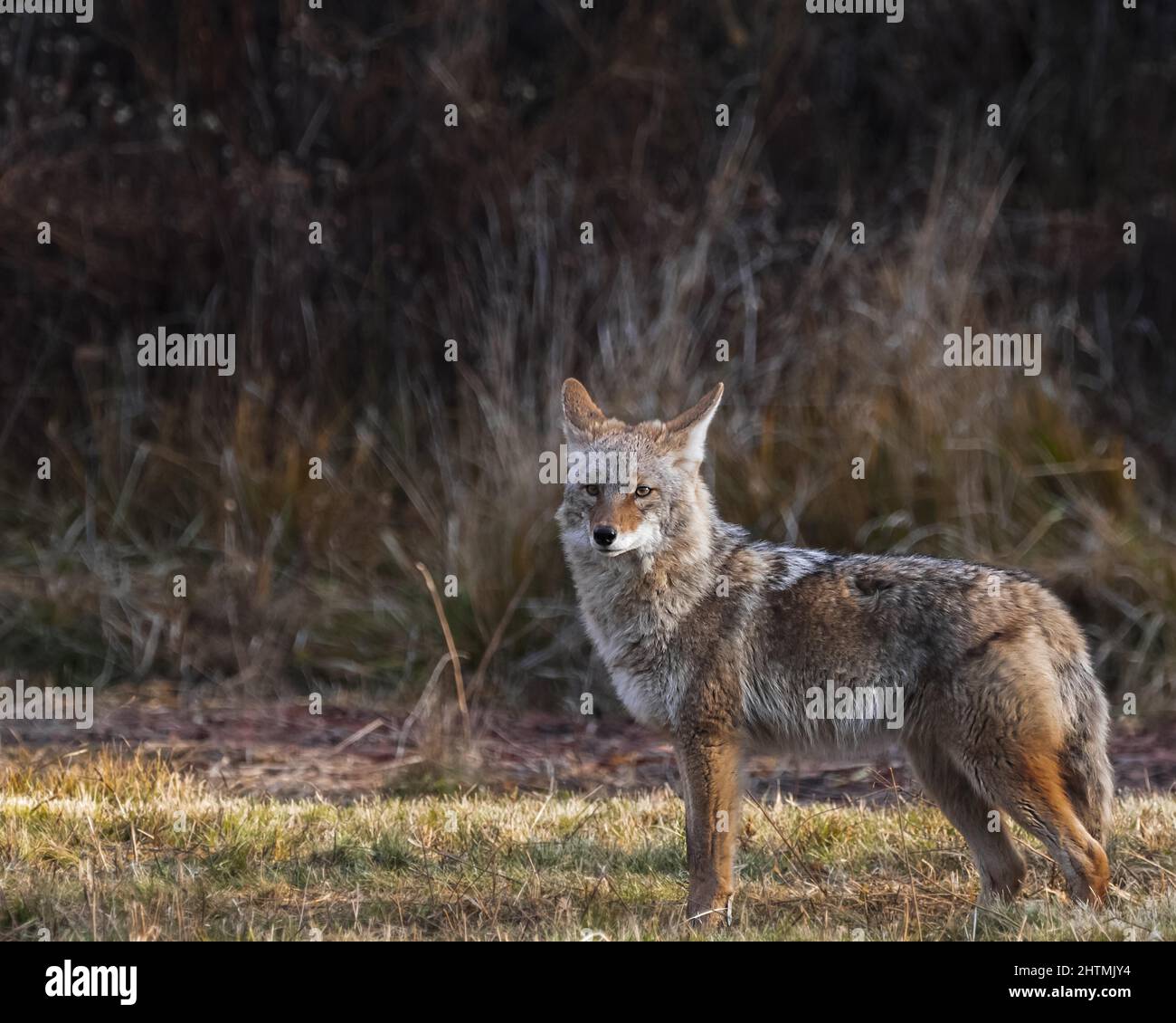 Ordinary wolf hi-res stock photography and images - Alamy