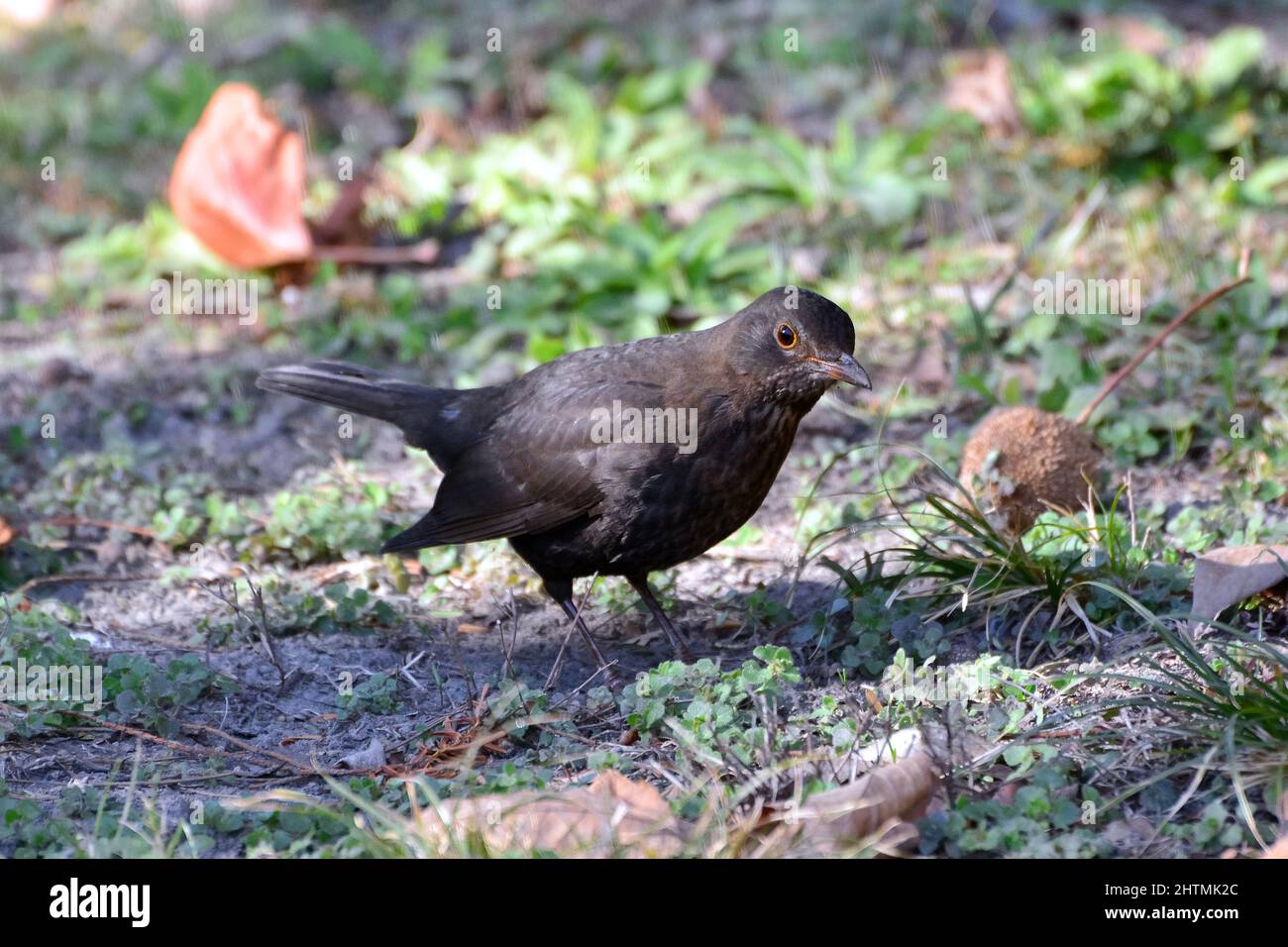 Common blackbird, Eurasian blackbird, Amsel, Schwarzdrossel, Turdus ...