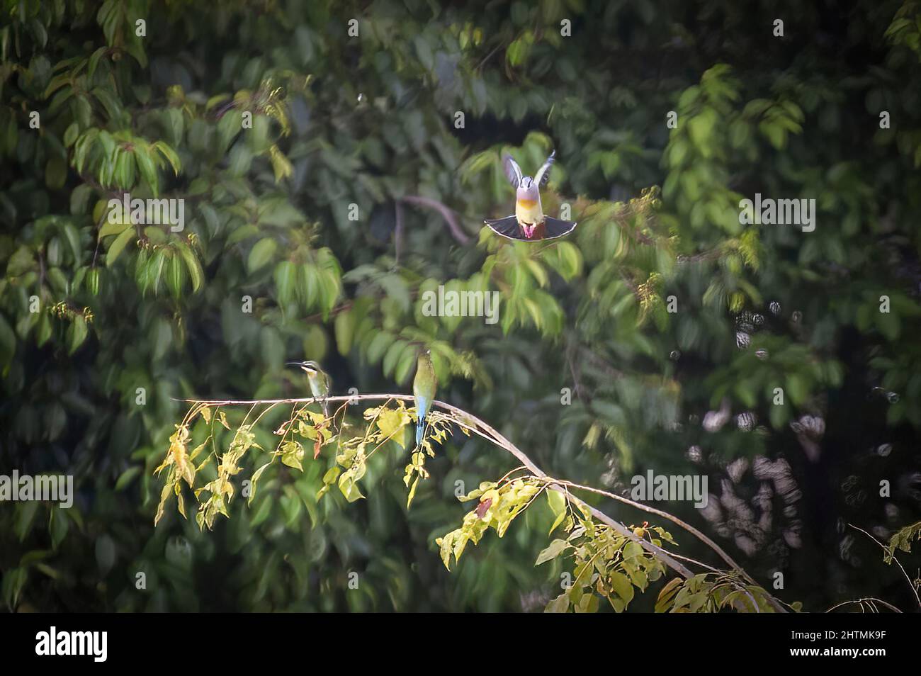 Blue tailed bee eater flying hi-res stock photography and images - Alamy