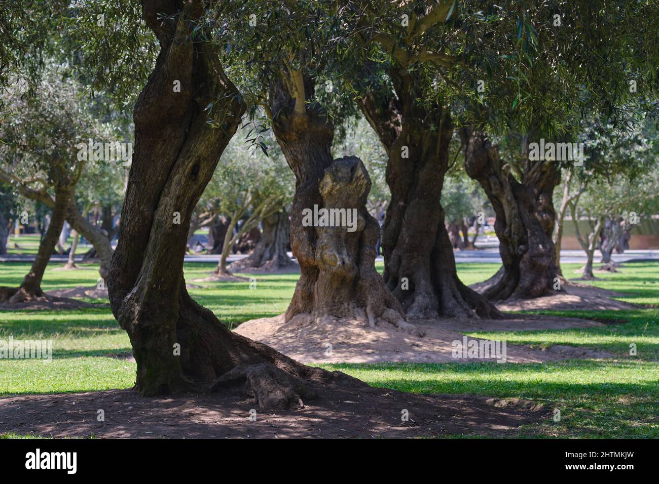 Urban forest of ancient olive trees in the center of the city, Parque ...