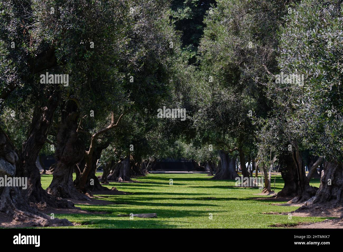 Parque el olivar hi-res stock photography and images - Alamy