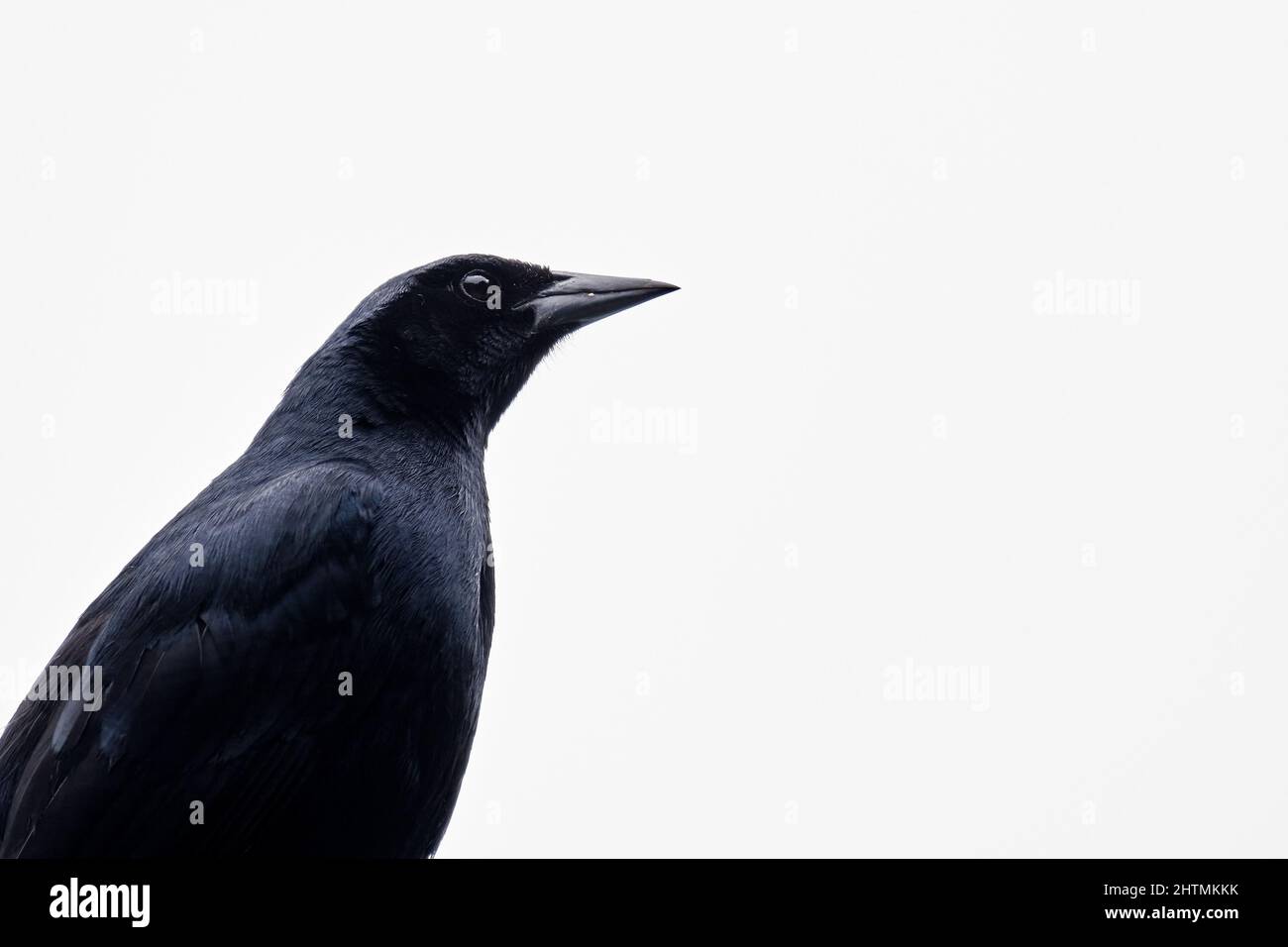 Scrub Blackbird (Dives warszewiczi), detail portrait Stock Photo - Alamy