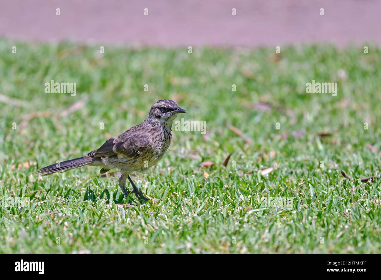 Long tailed Mockingbird (Mimus longicaudatus), perched on grass Stock ...