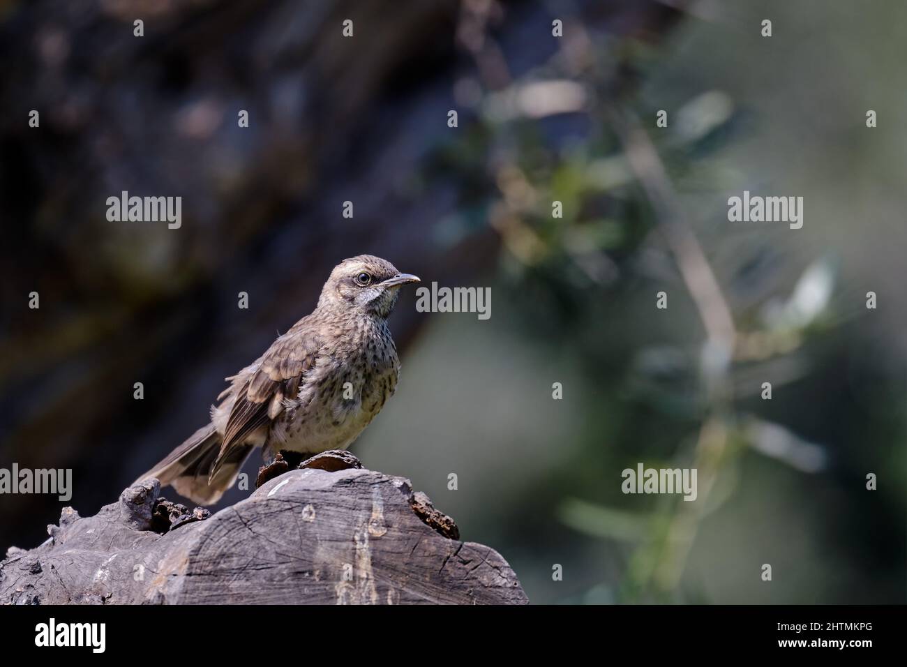 Long tailed Mockingbird (Mimus longicaudatus), perched on the edge of a ...