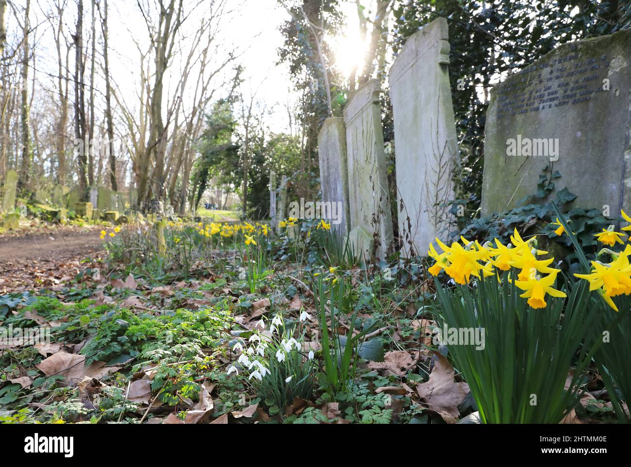 Pretty spring flowers growing amidst the gravestones of Tower Hamlets ...
