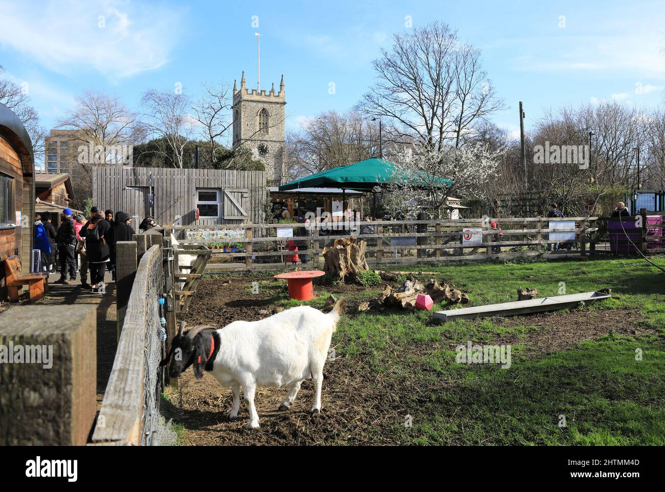 Winter sunshine at Stepney City Farm as the goats entertain visitors ...