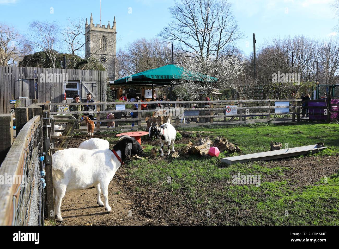 Winter sunshine at Stepney City Farm as the goats entertain visitors ...