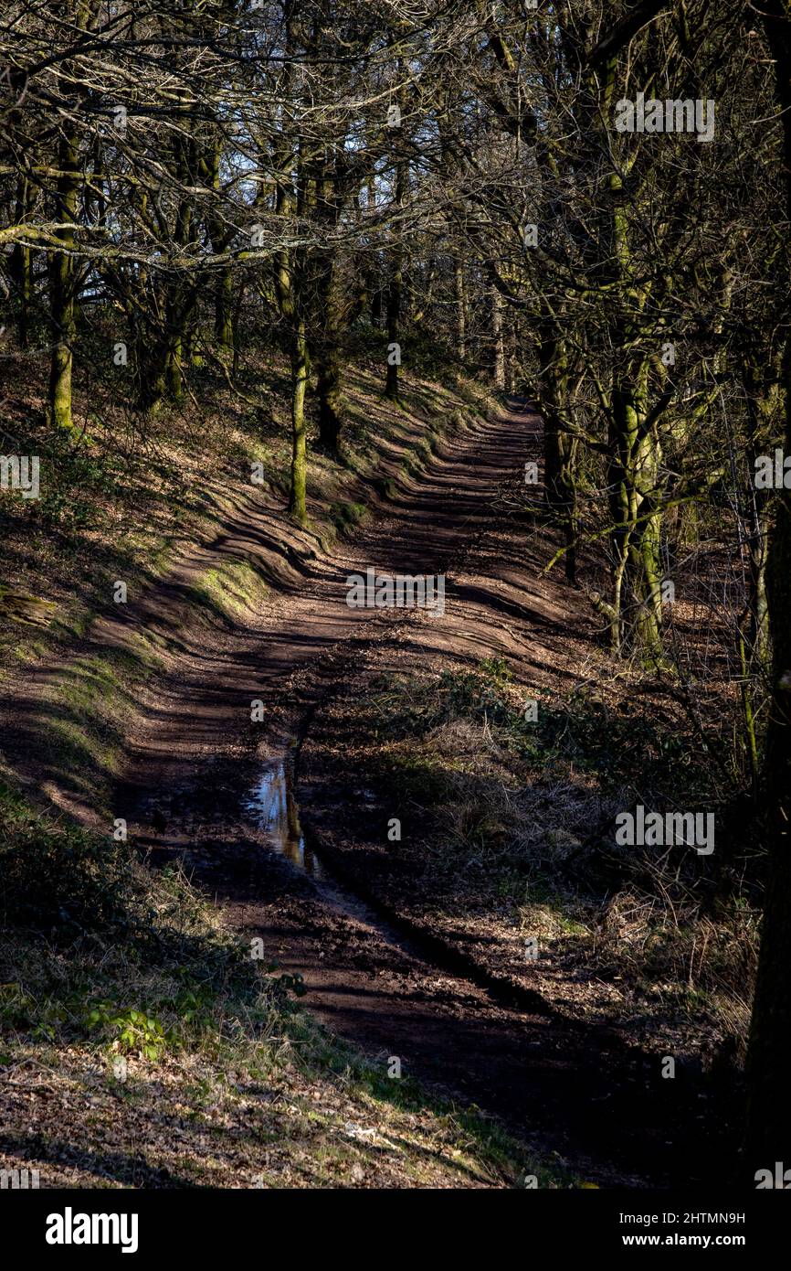 the forest paths of clent Stock Photo - Alamy
