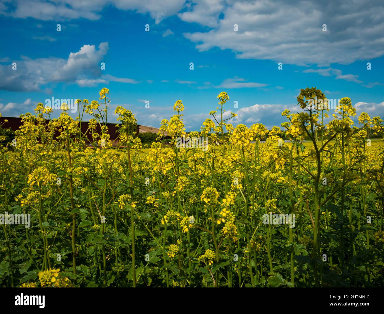 Flowering fields of yellow rapeseed. Sunny spring day. Nature. France ...