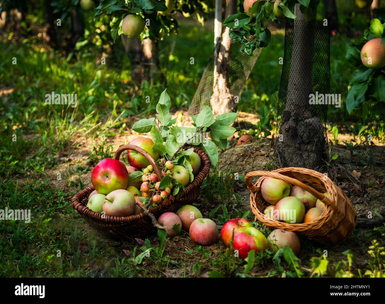 We collect apples. Basket of ripe fruits on an apple plantation. France ...