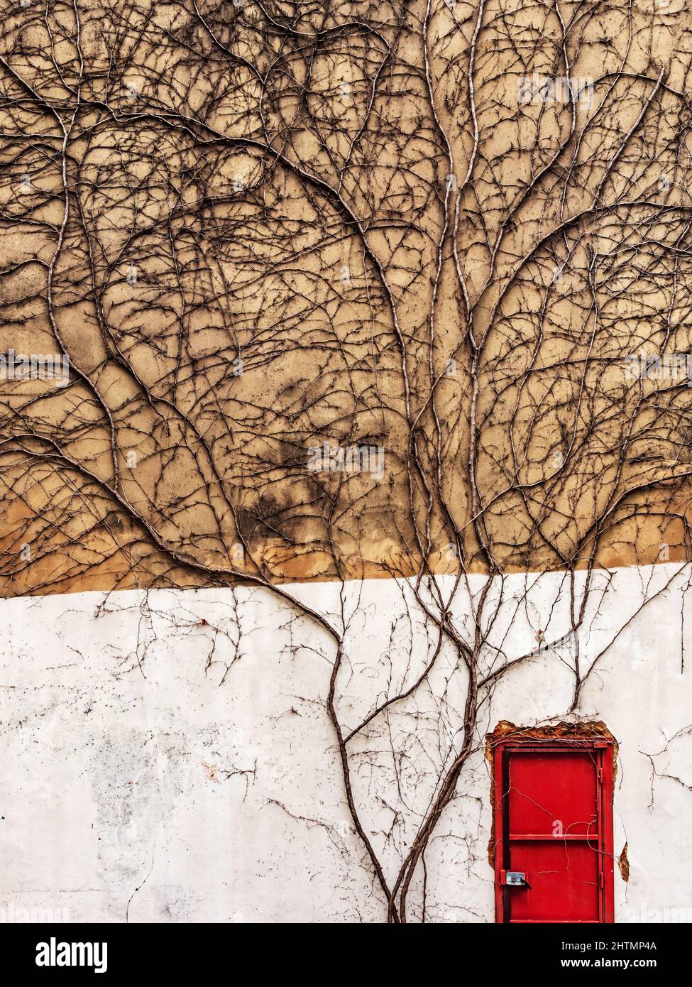 Minimalism. A bright red lonely door on a large old wall covered with ...