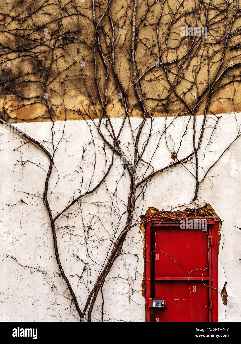 House ivy covered large hi-res stock photography and images - Alamy