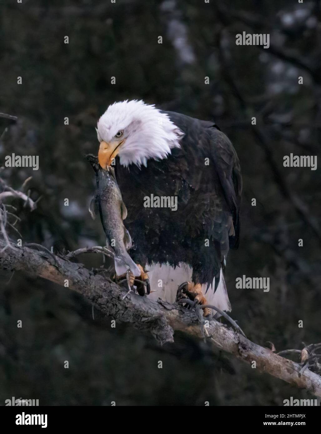 Bald eagle fishing in the canyon in the morning Stock Photo - Alamy