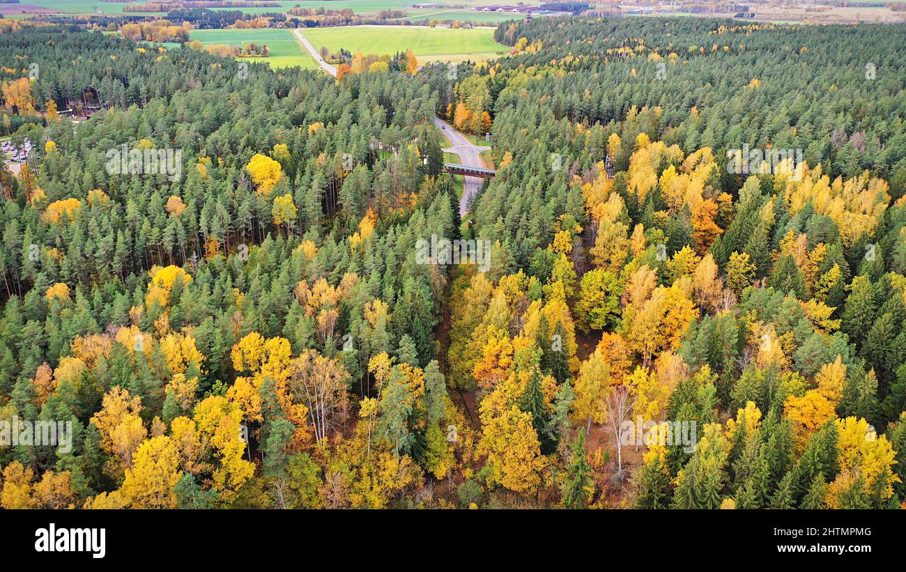 Aerial shot of a big forest full of green and yellow trees in Autumn in ...