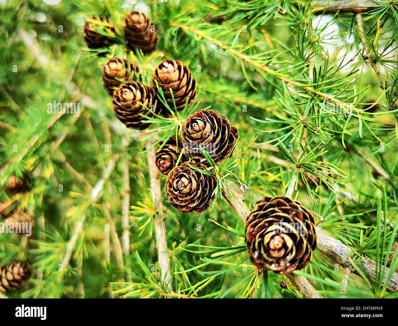 Beautiful green branch brown hi-res stock photography and images - Alamy