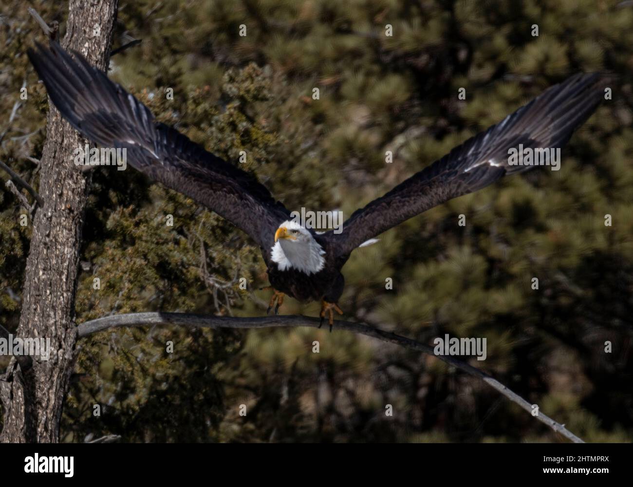 Bald eagle fishing in the canyon in the morning Stock Photo - Alamy
