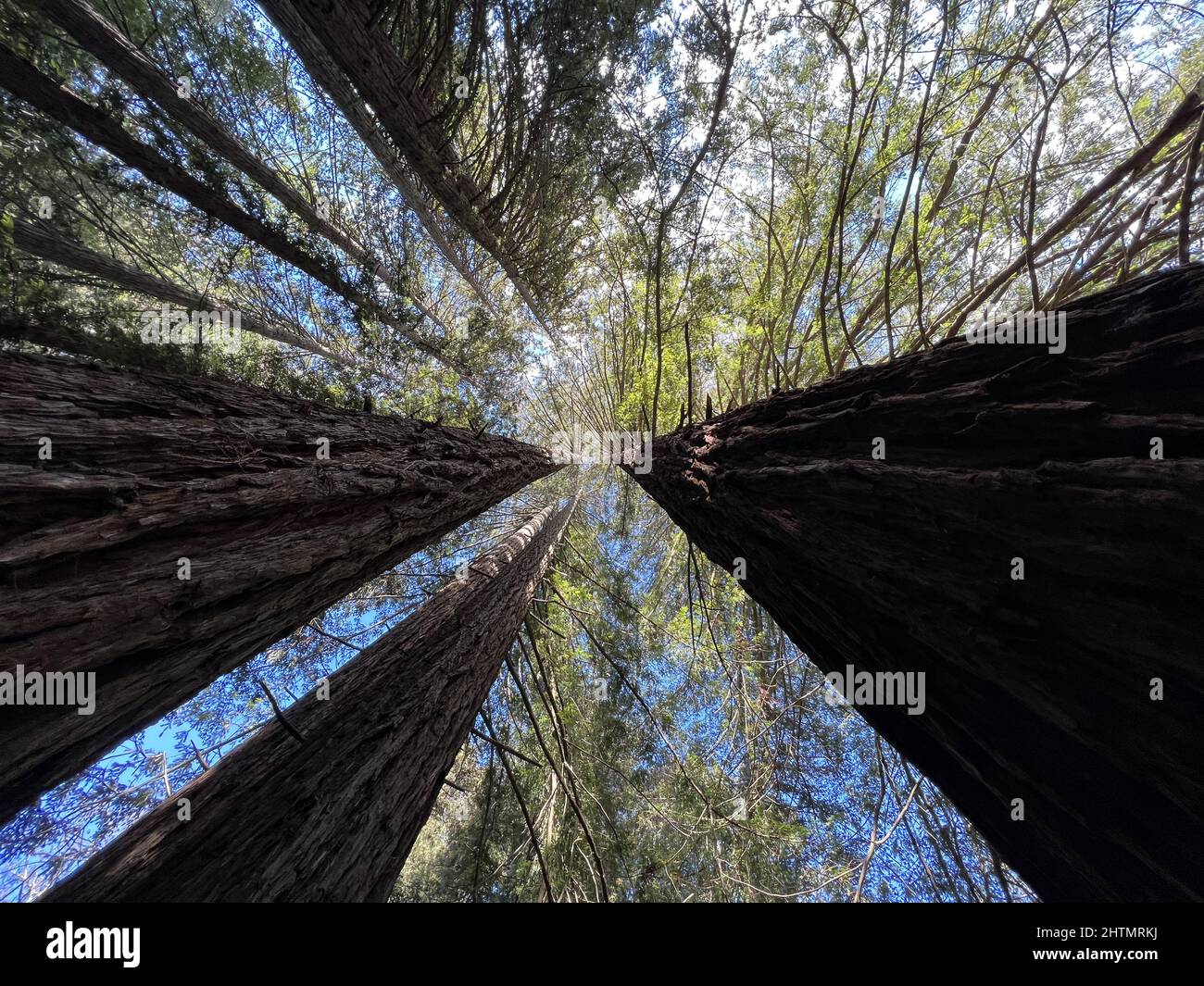 View up the trunks of large redwood trees in a grove at Redwoods ...