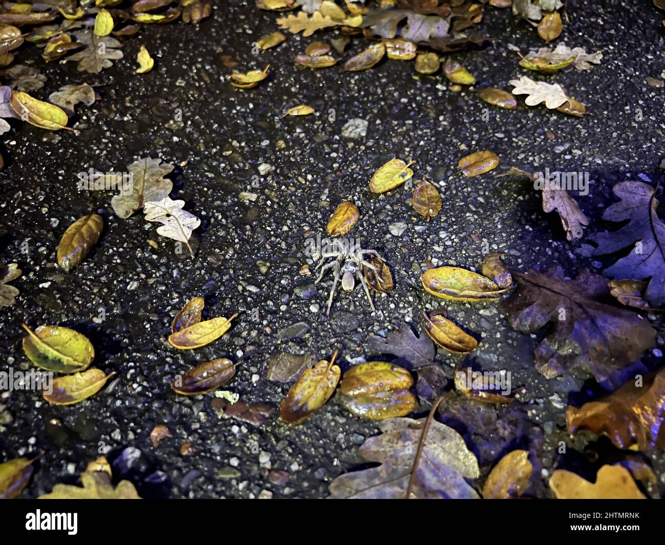 A false tarantula spider is seen among leaves at night in Lafayette ...