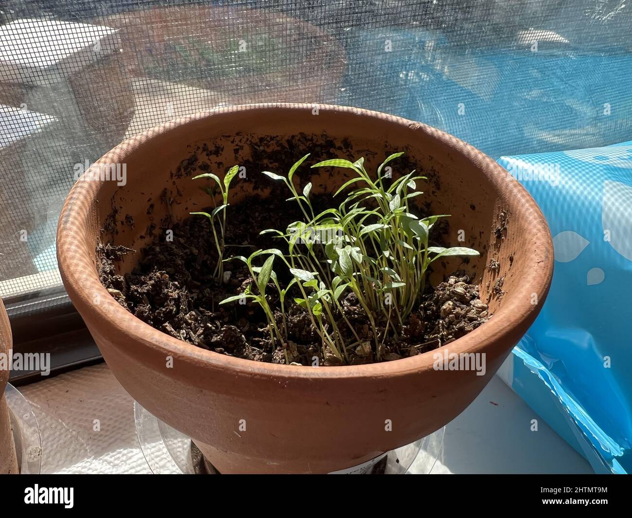The herb parsley grows in a ceramic potted plant pot on a domestic ...