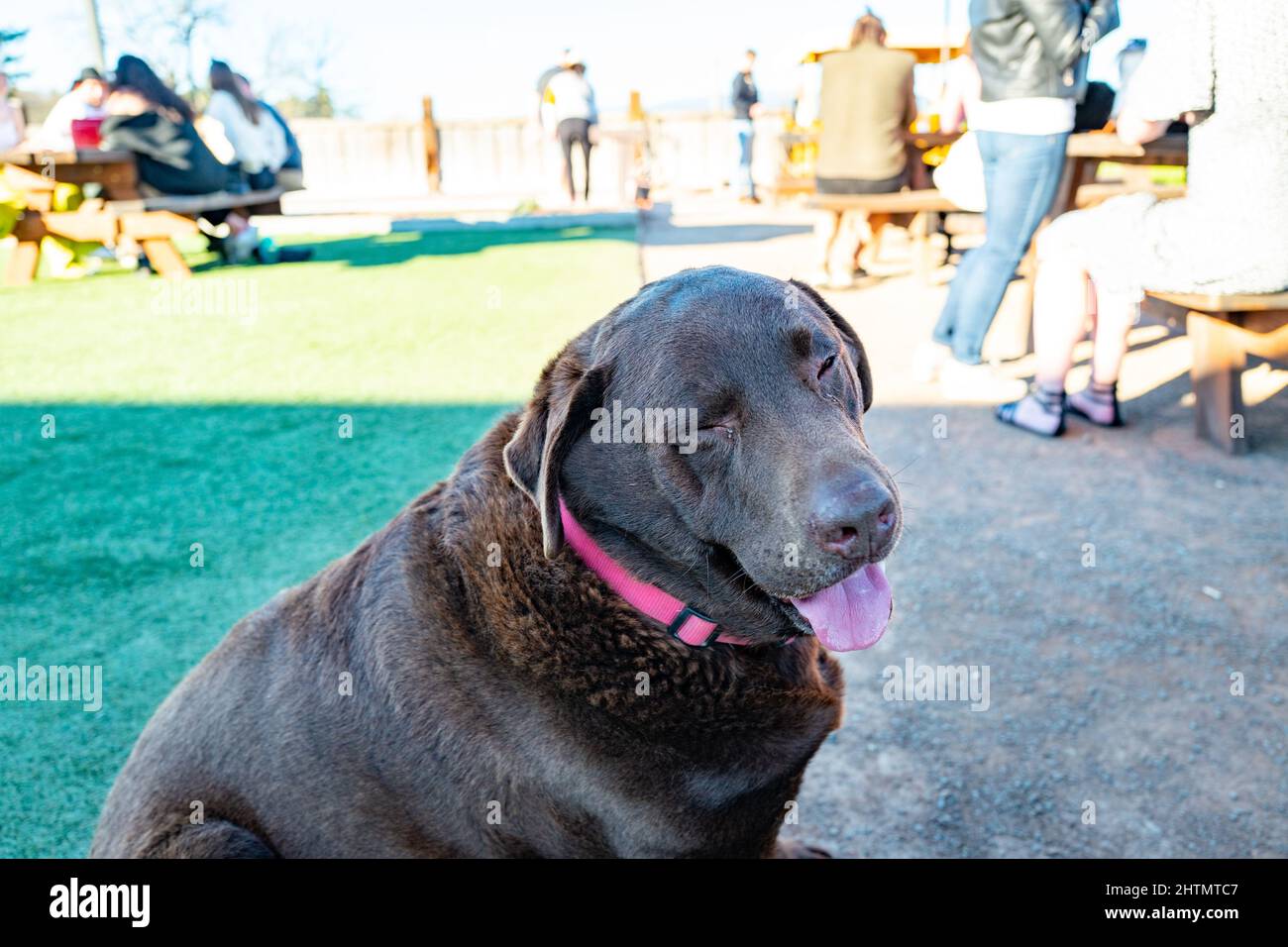 Vineyard dog at Larson Family Winery, a vineyard in Sonoma, California ...