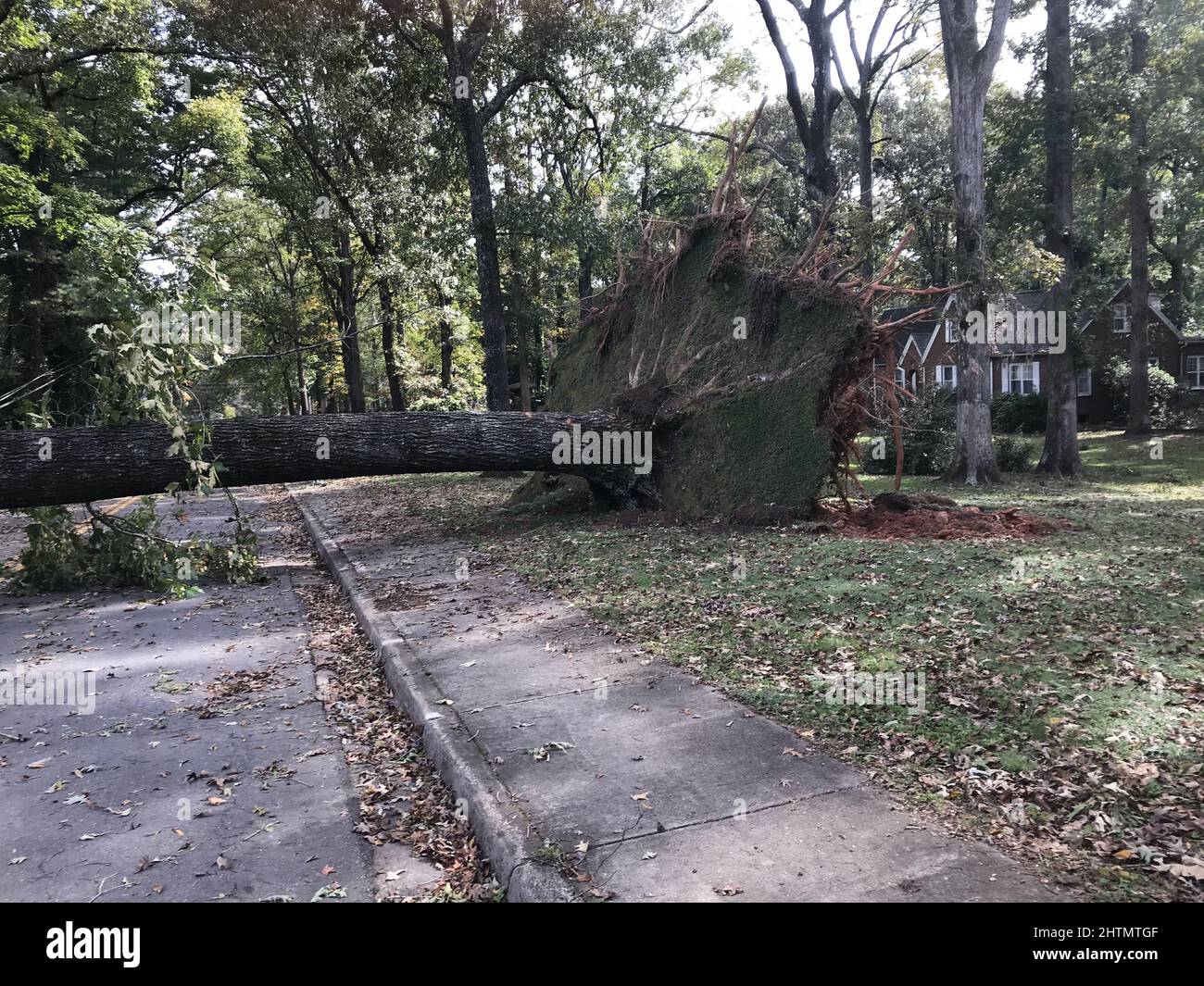 Large tree fallen from the roots across a street Stock Photo - Alamy