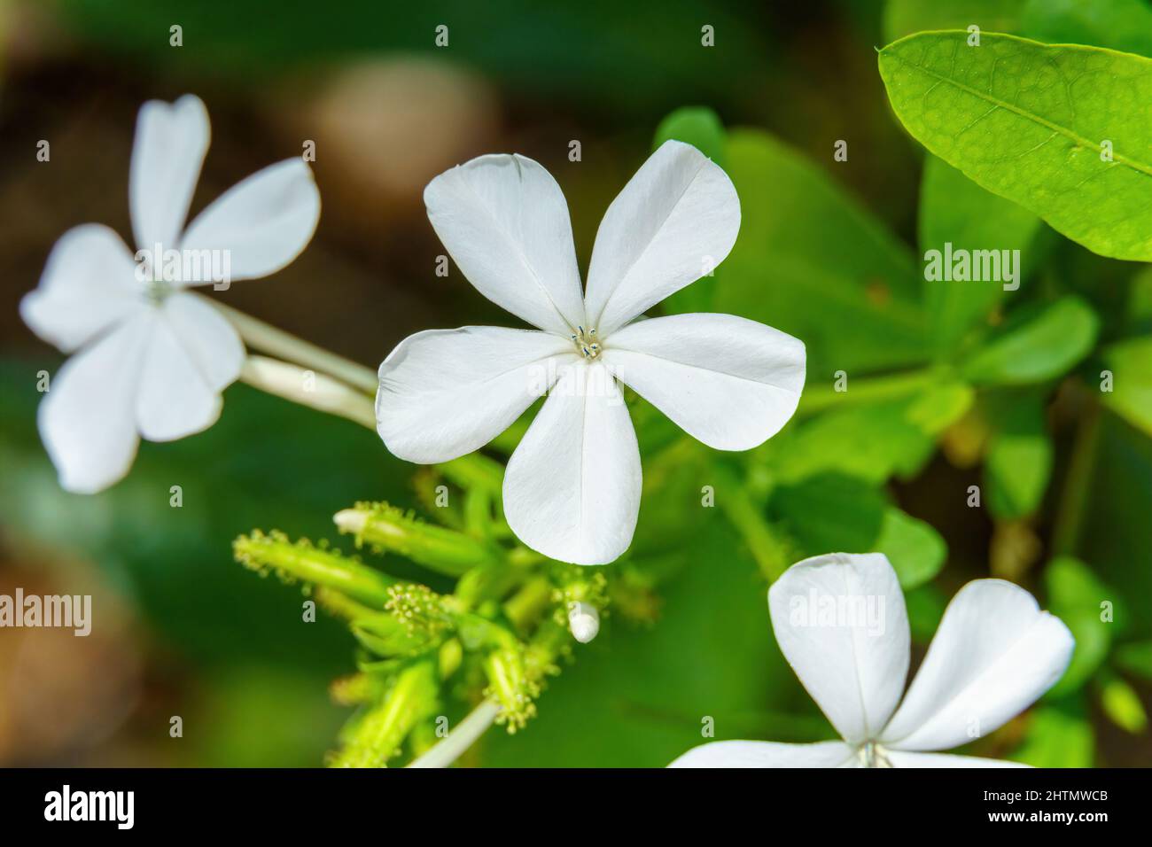 Ceylon leadwort a.k.a. doctorbush (Plumbago zeylanica) - Davie, Florida ...