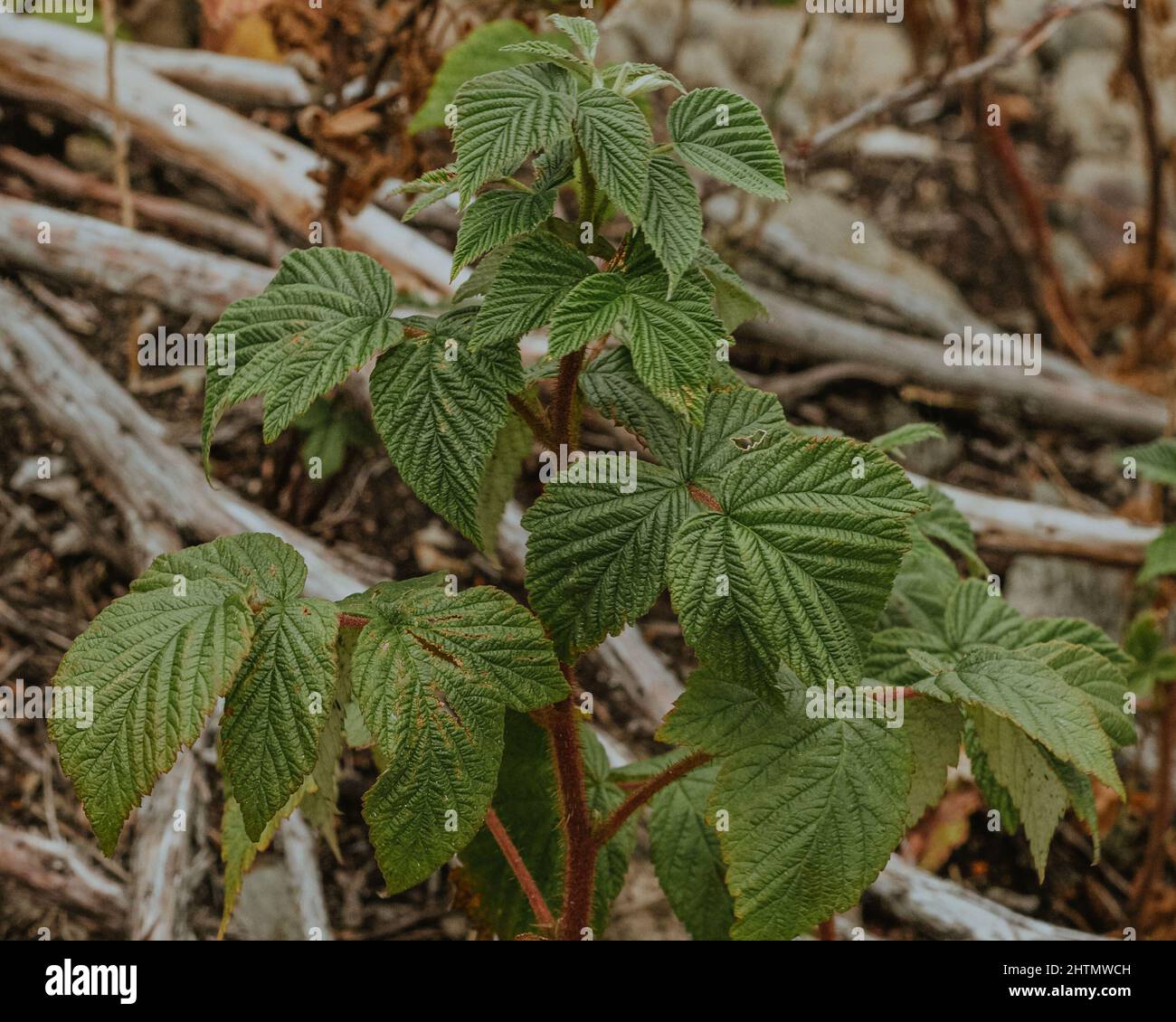 Close up of a Raspberry Plant Stock Photo - Alamy