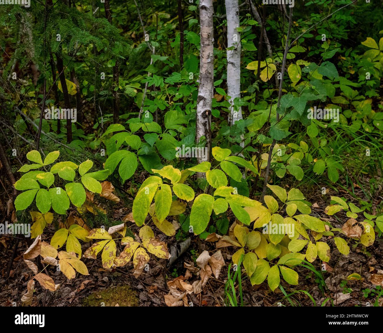 Early Fall Color in Woodlands Stock Photo - Alamy