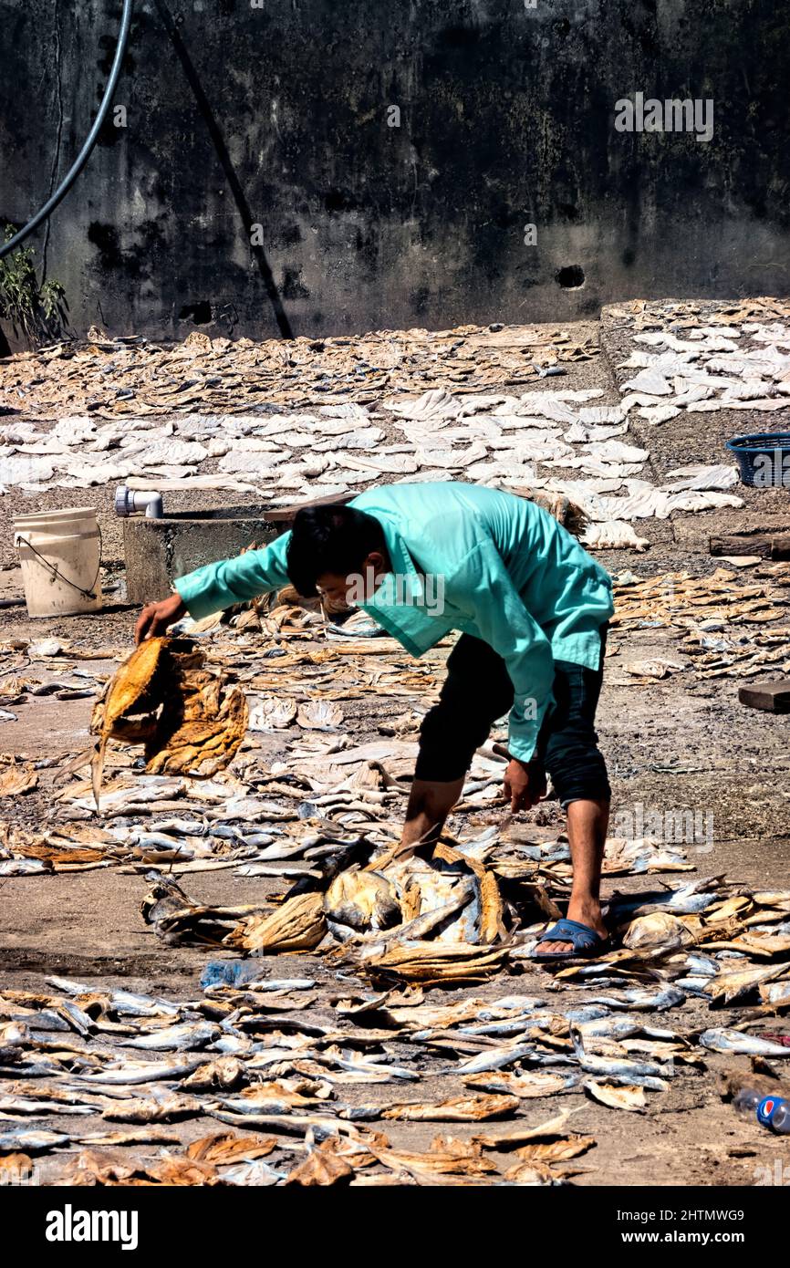 Worker dry fish hi-res stock photography and images - Alamy