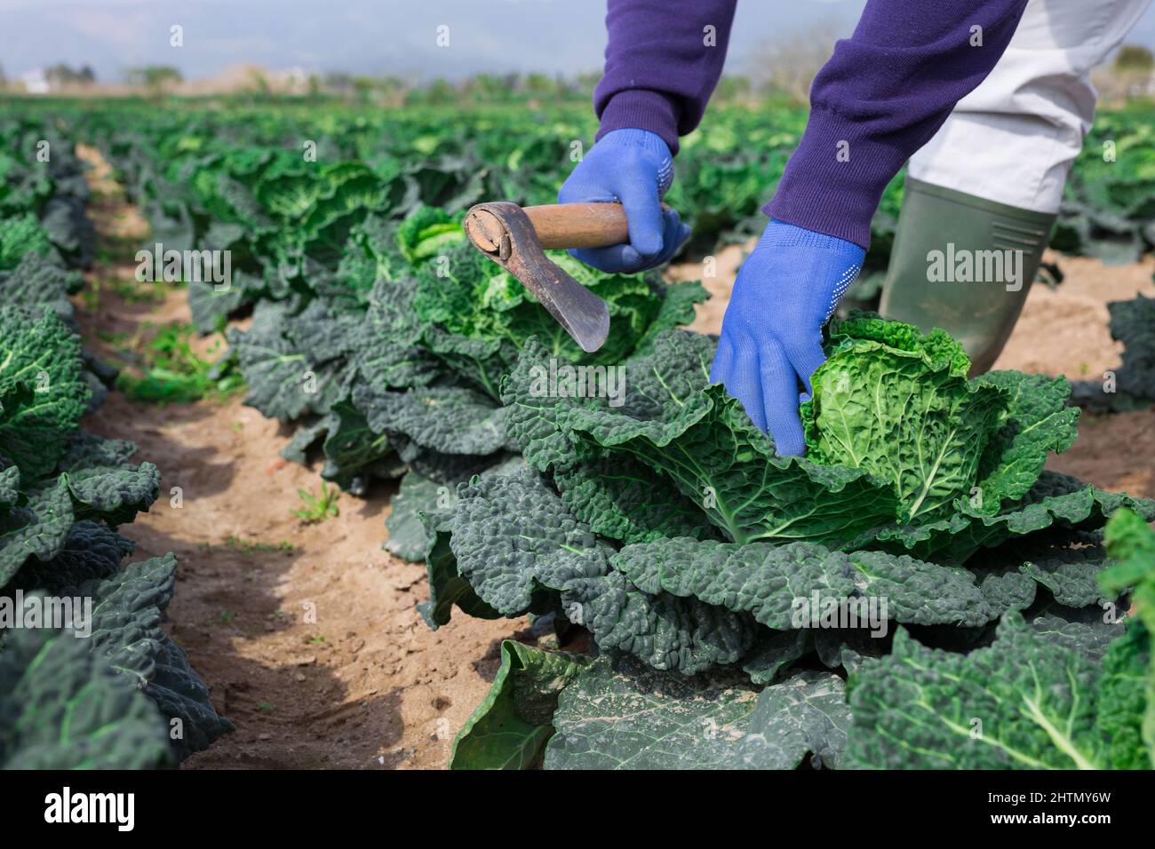 Cabbage plants hands hi-res stock photography and images - Alamy