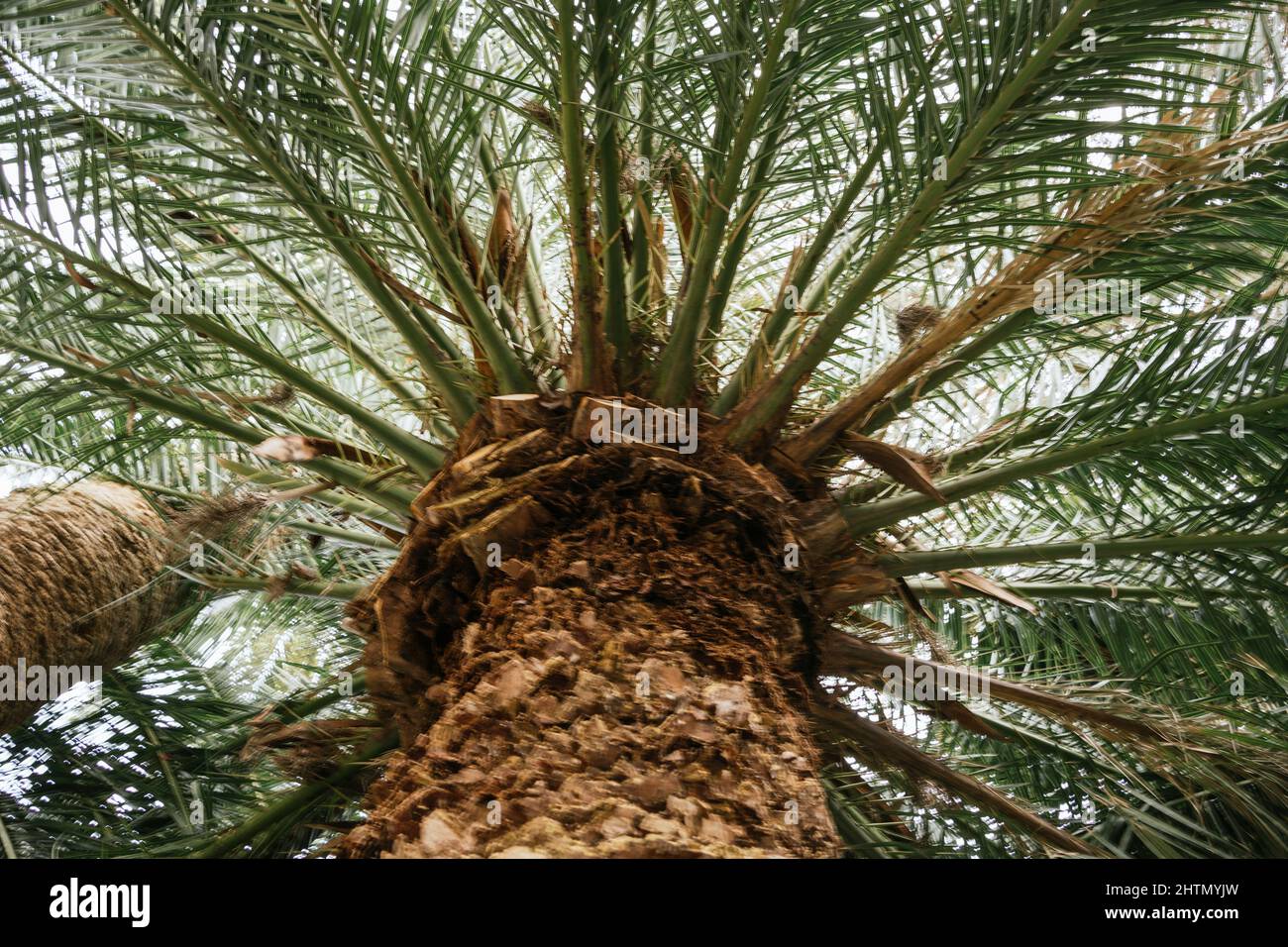 beautiful palm tree seen from below. coconuts tree Stock Photo - Alamy