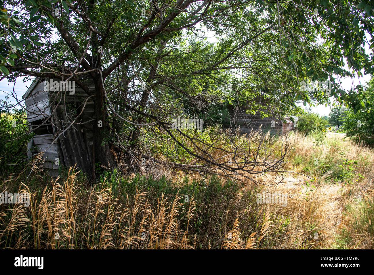 old outhouse discared by a tree with tall grass Stock Photo - Alamy