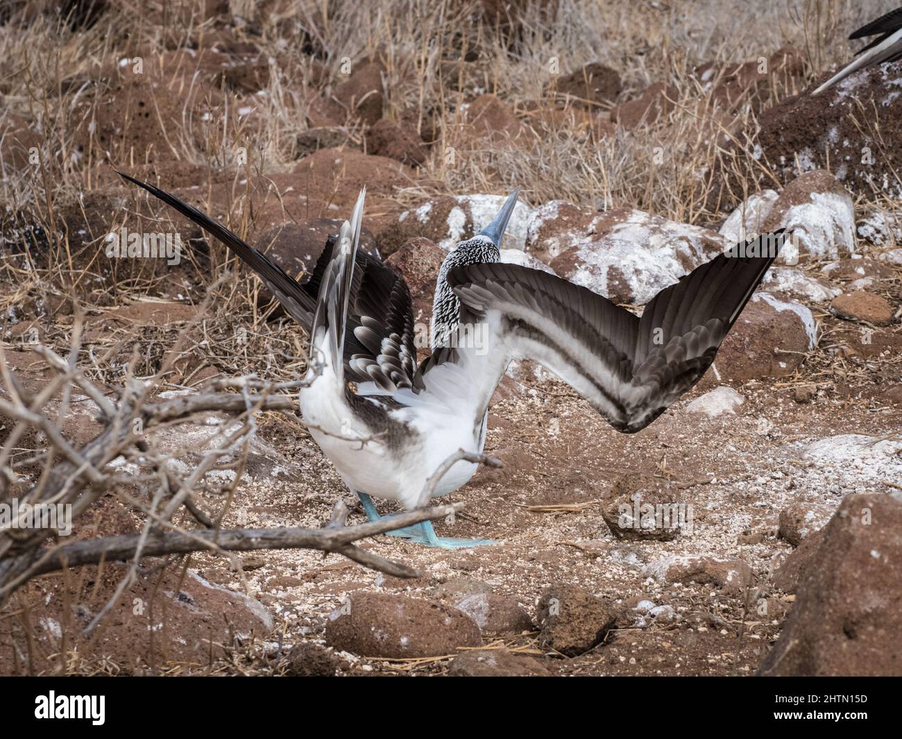 Blue-footed boby birds perform their mating dance, North Seymour ...