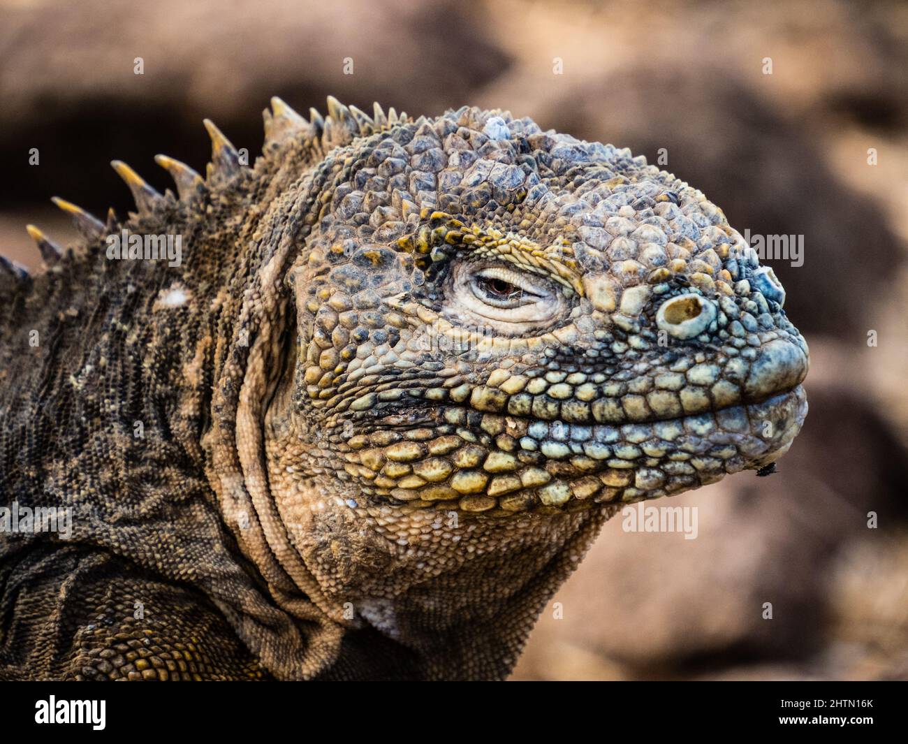 A land iguana shows off his yellow scales, Galapagos, Ecuador Stock ...