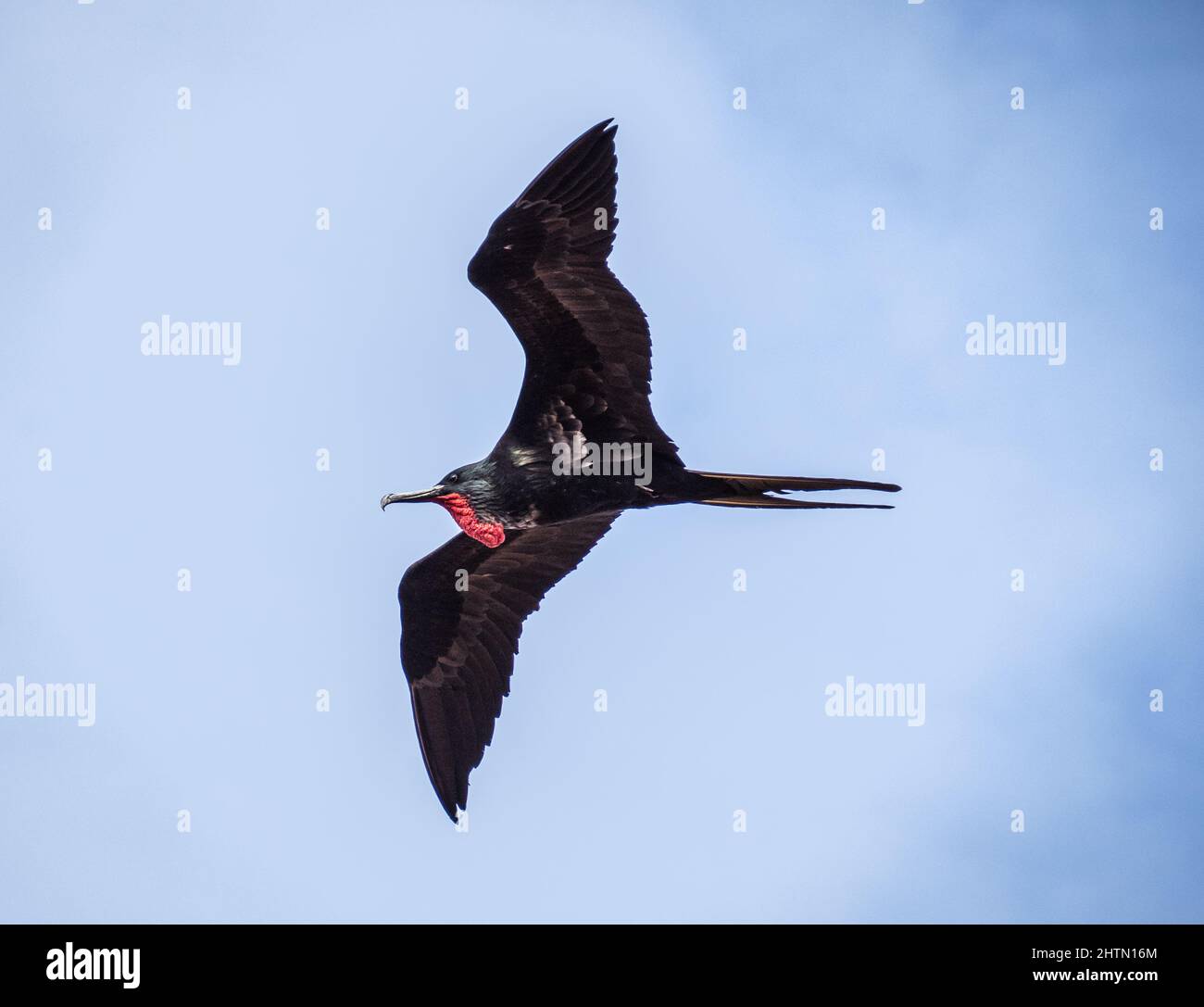 A male frigate bird flies with his bright red gular pouch deflated ...