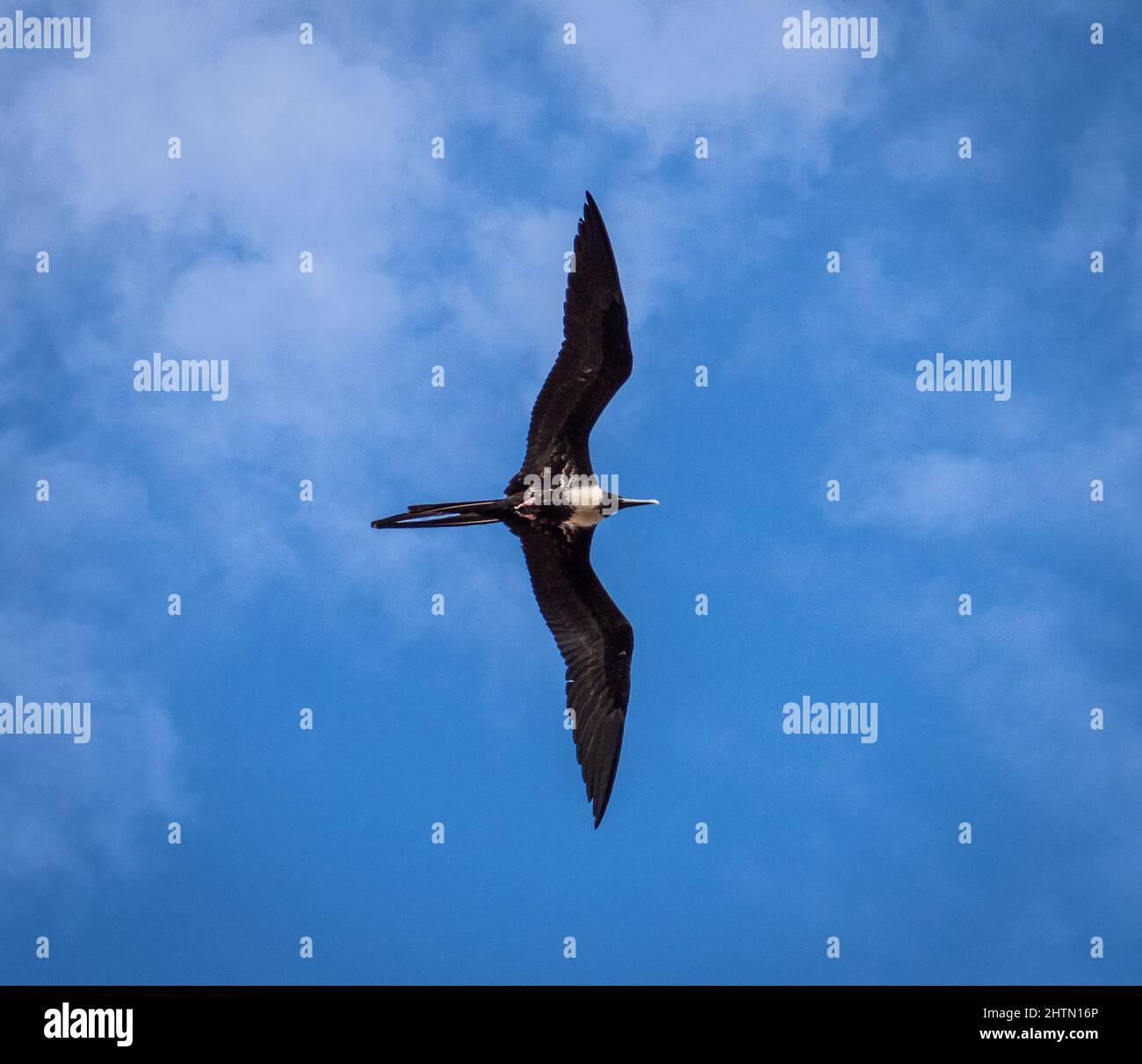 A female frigate bird in flight in the Galapagos Stock Photo - Alamy