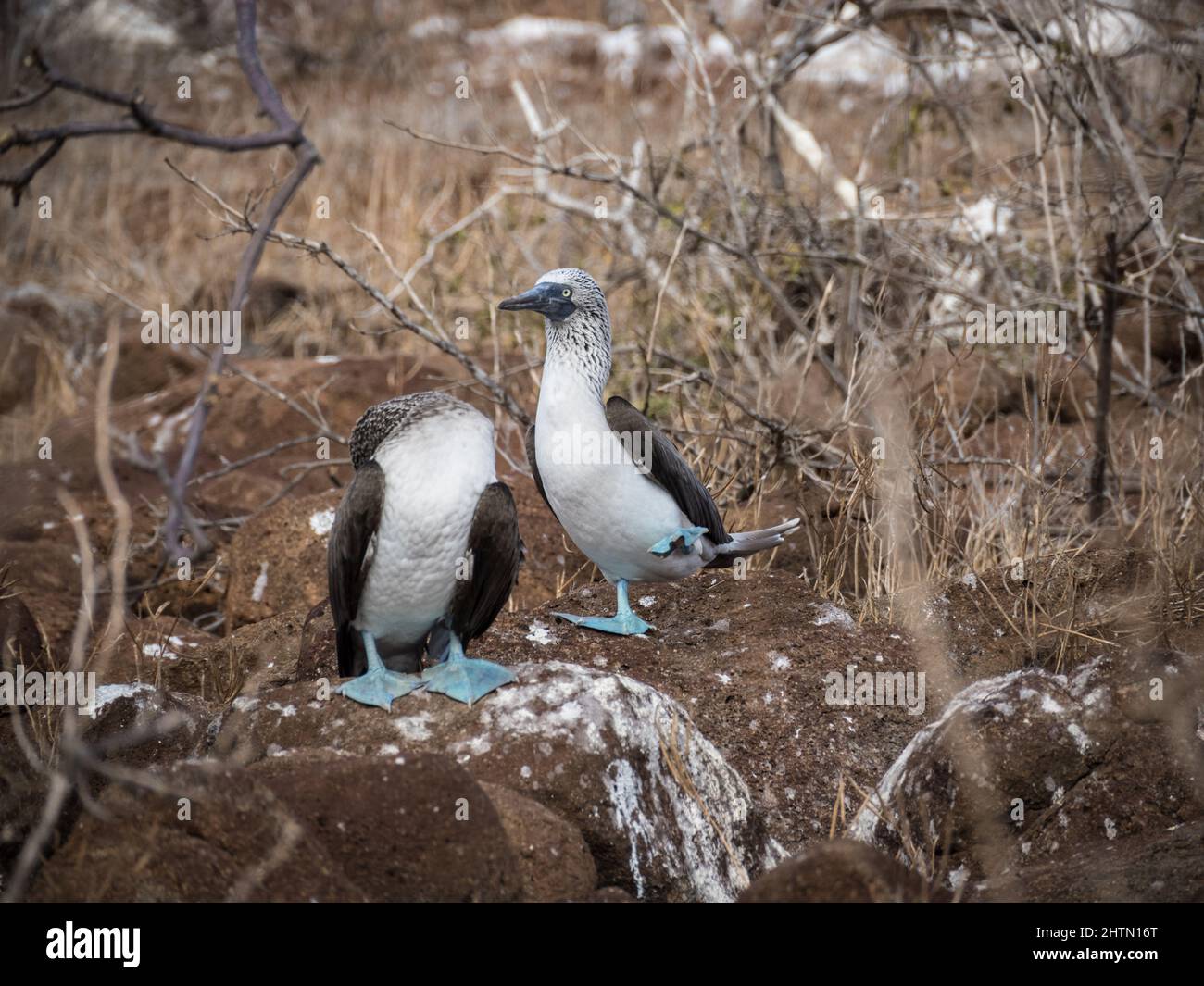 Blue-footed boby birds perform their mating dance, North Seymour ...