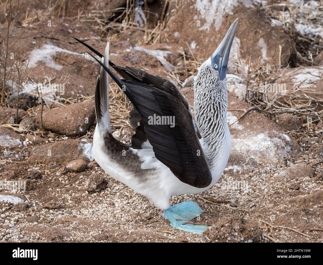 Blue-footed boby birds perform their mating dance, North Seymour ...