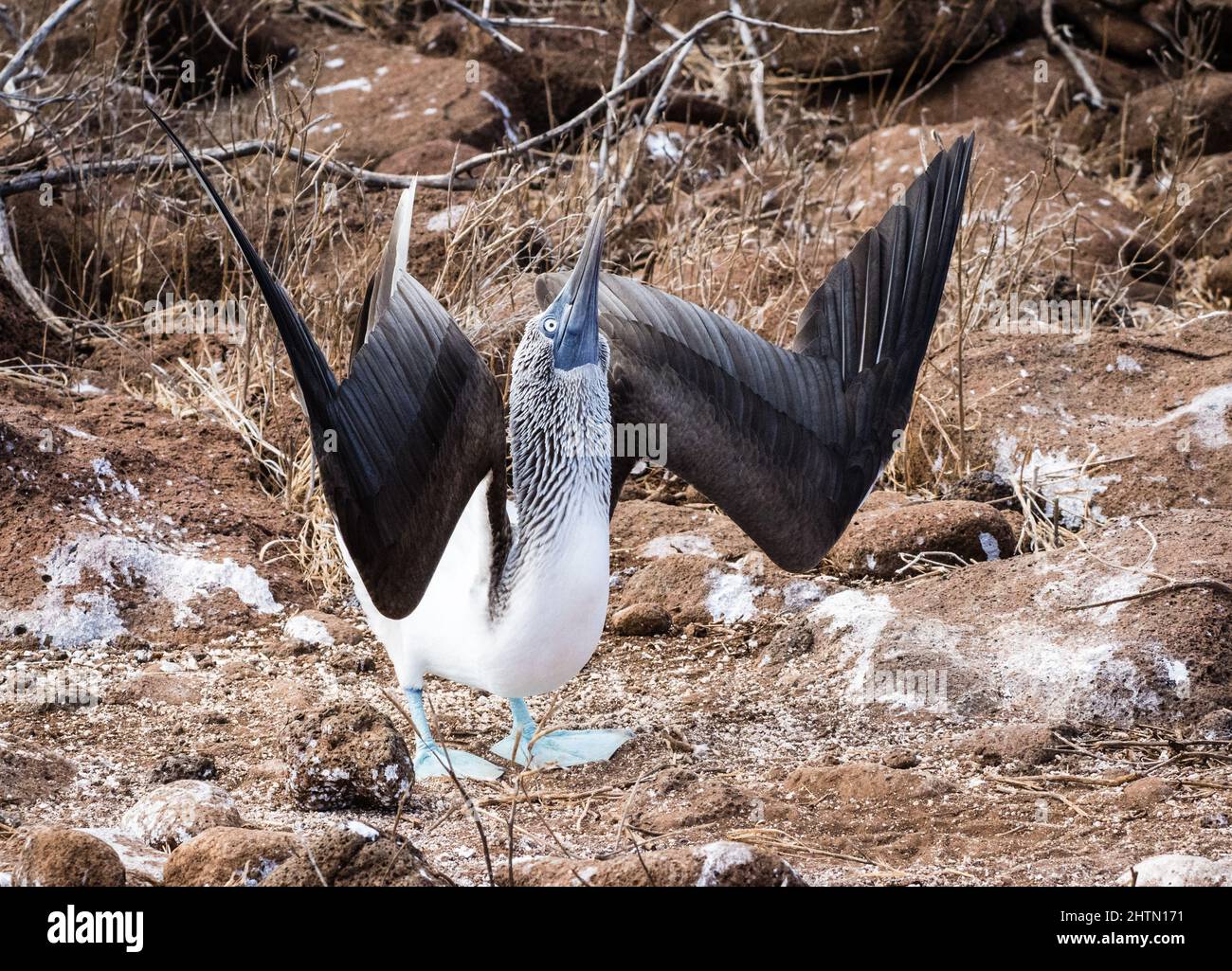 Blue-footed boby birds perform their mating dance, North Seymour ...
