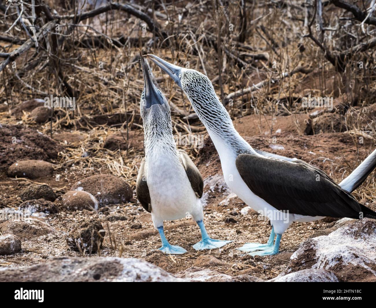 Blue-footed boby birds perform their mating dance, North Seymour ...