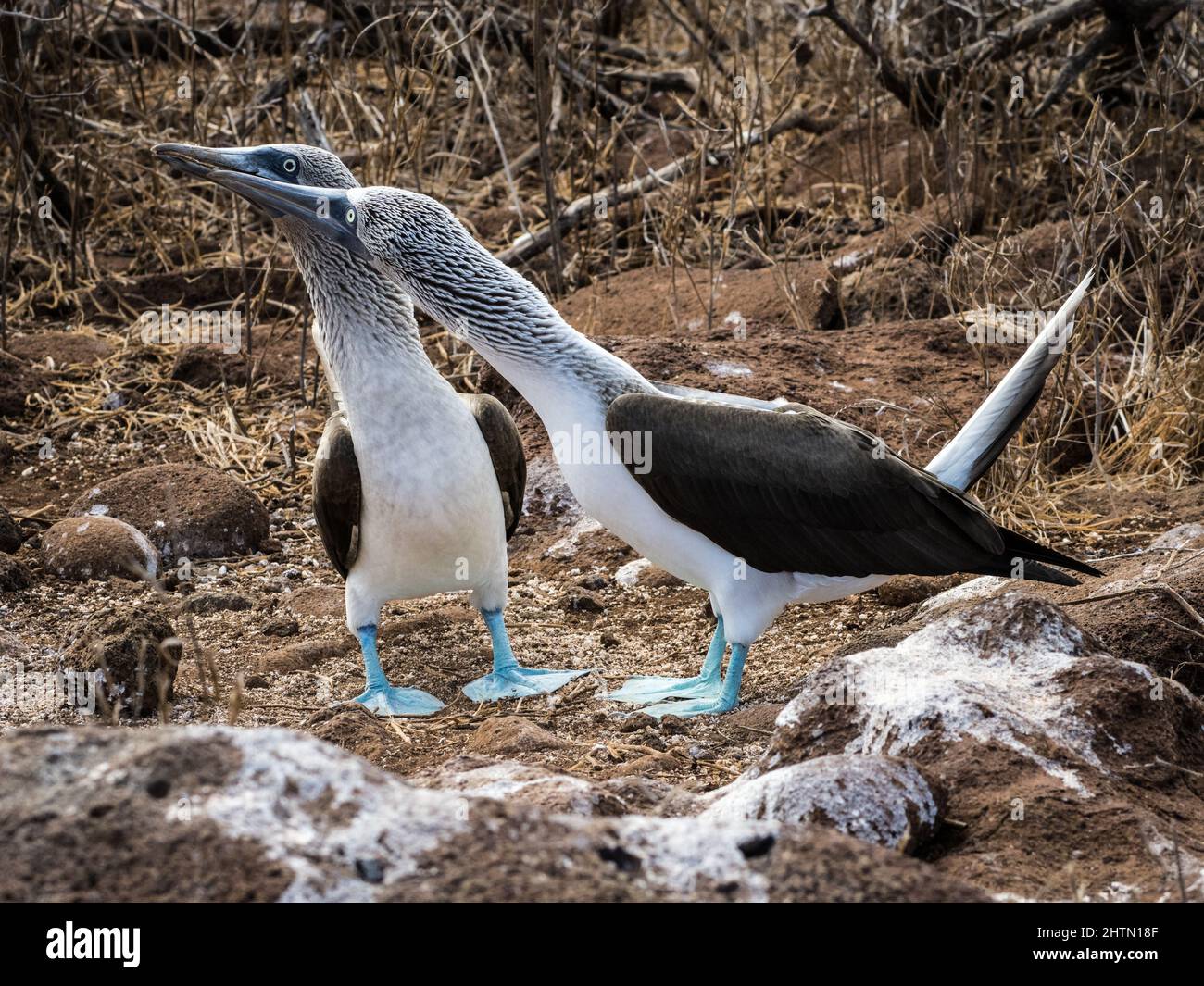 Blue-footed boby birds perform their mating dance, North Seymour ...