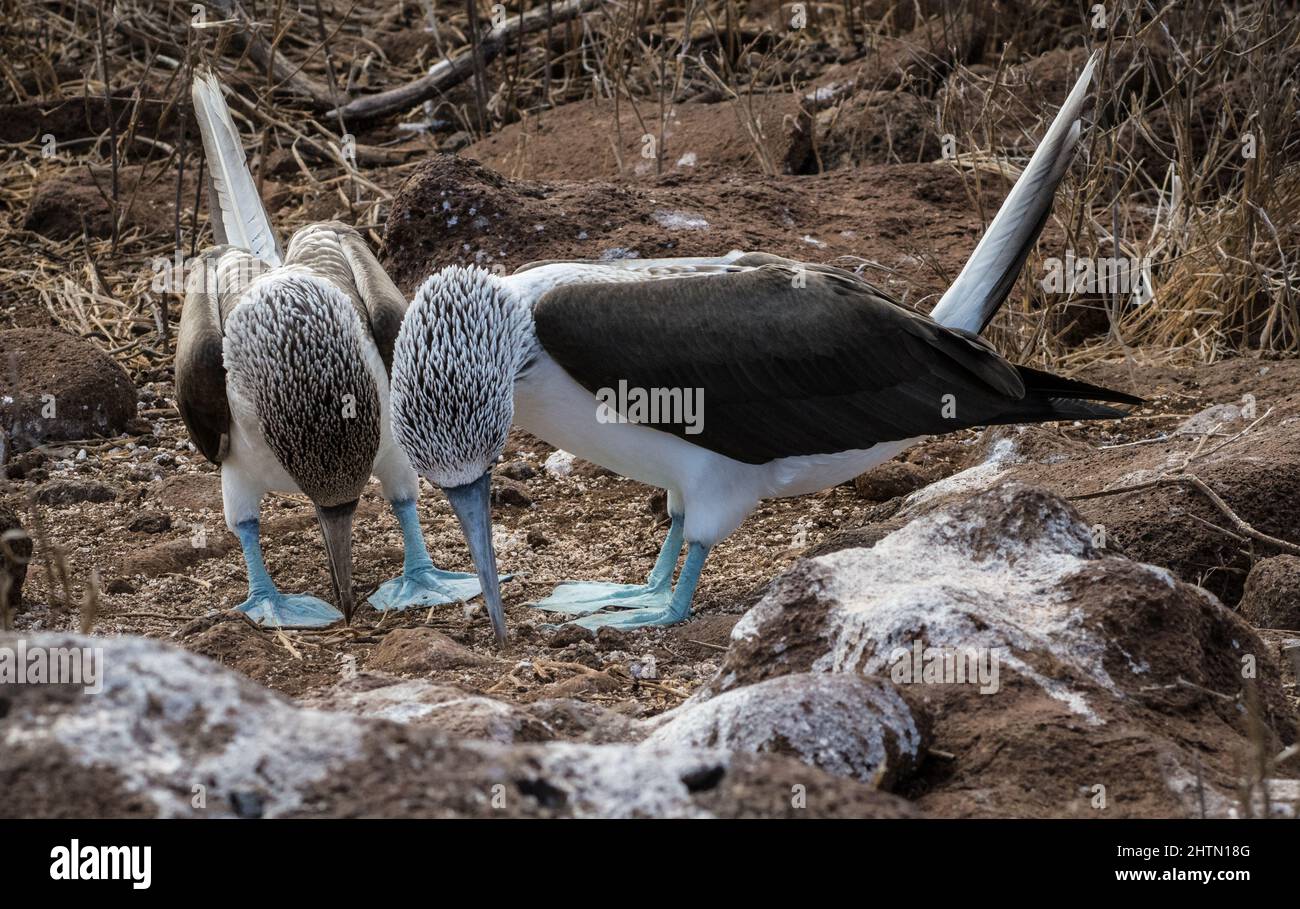 Blue-footed boby birds perform their mating dance, North Seymour ...
